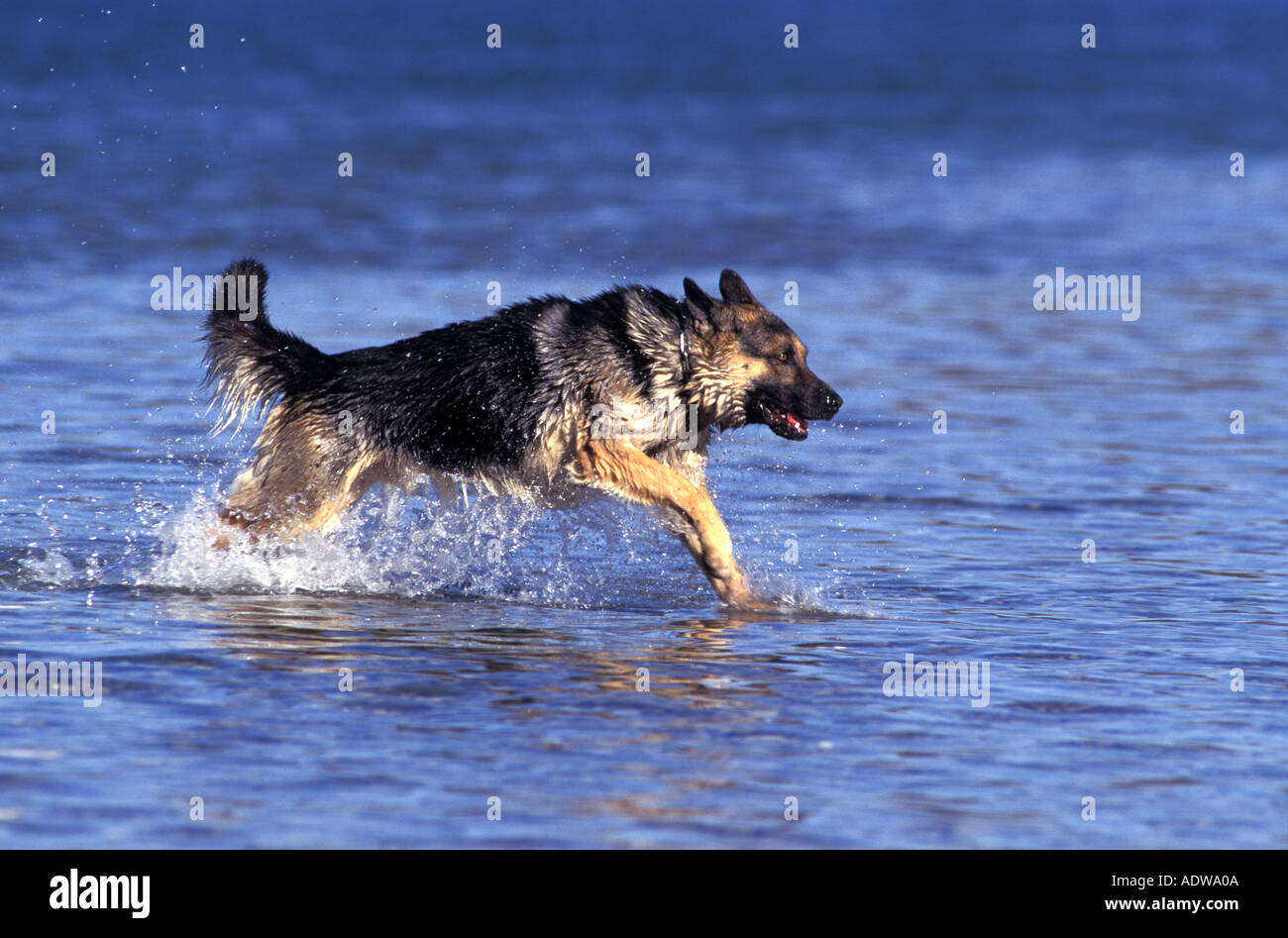 Blue german shepherd hi-res stock photography and images - Alamy