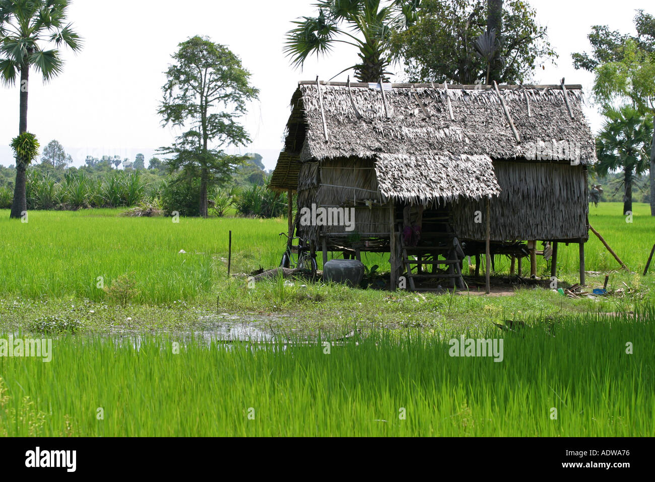 A traditional wooden Cambodian farm house stands in a lush green field ...