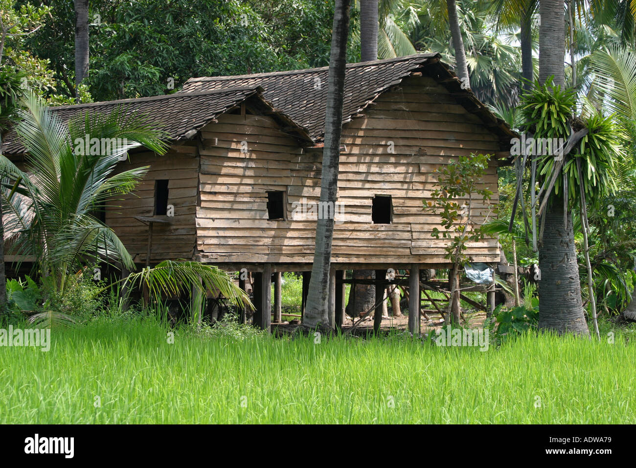 A traditional Cambodian family farming hut stands in a lush green field ...