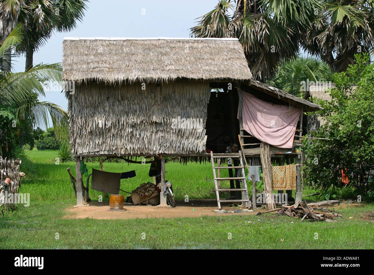 Typical iconic poor Cambodian farm house on stilts stands in a lush ...