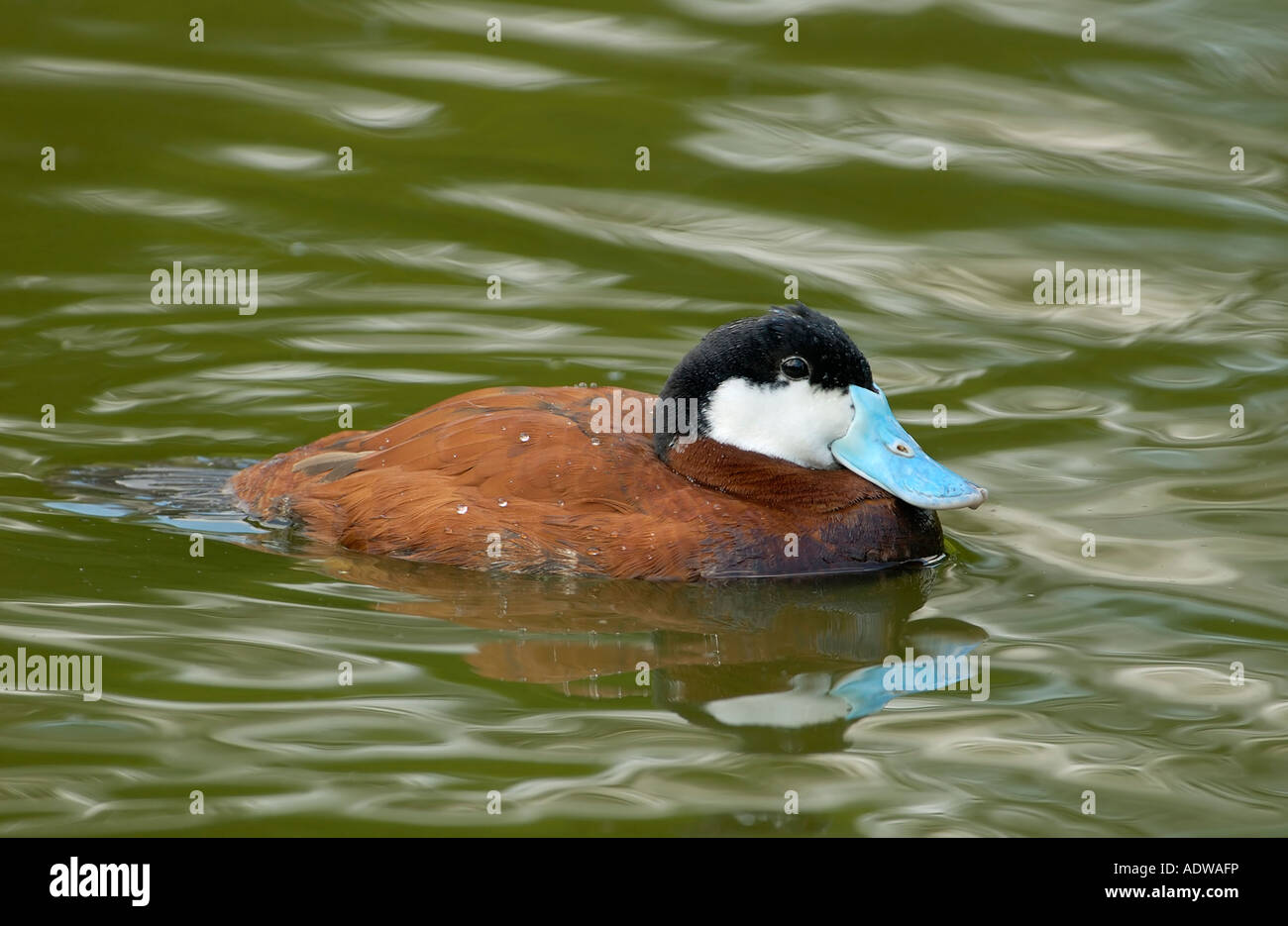 British ruddy duck hi-res stock photography and images - Alamy