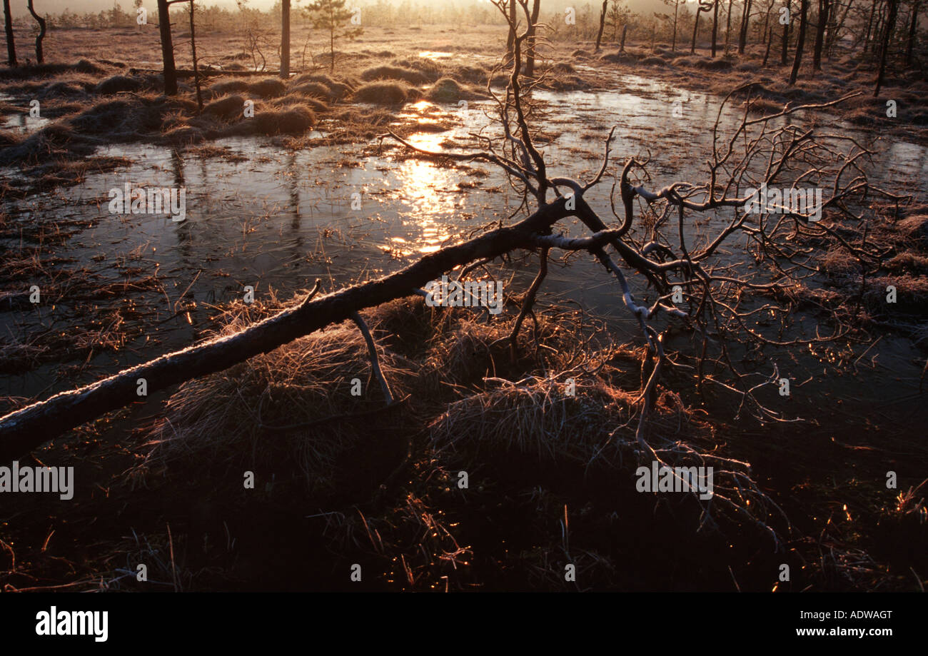 swamp peat bog high Poland Landscape Stock Photo - Alamy