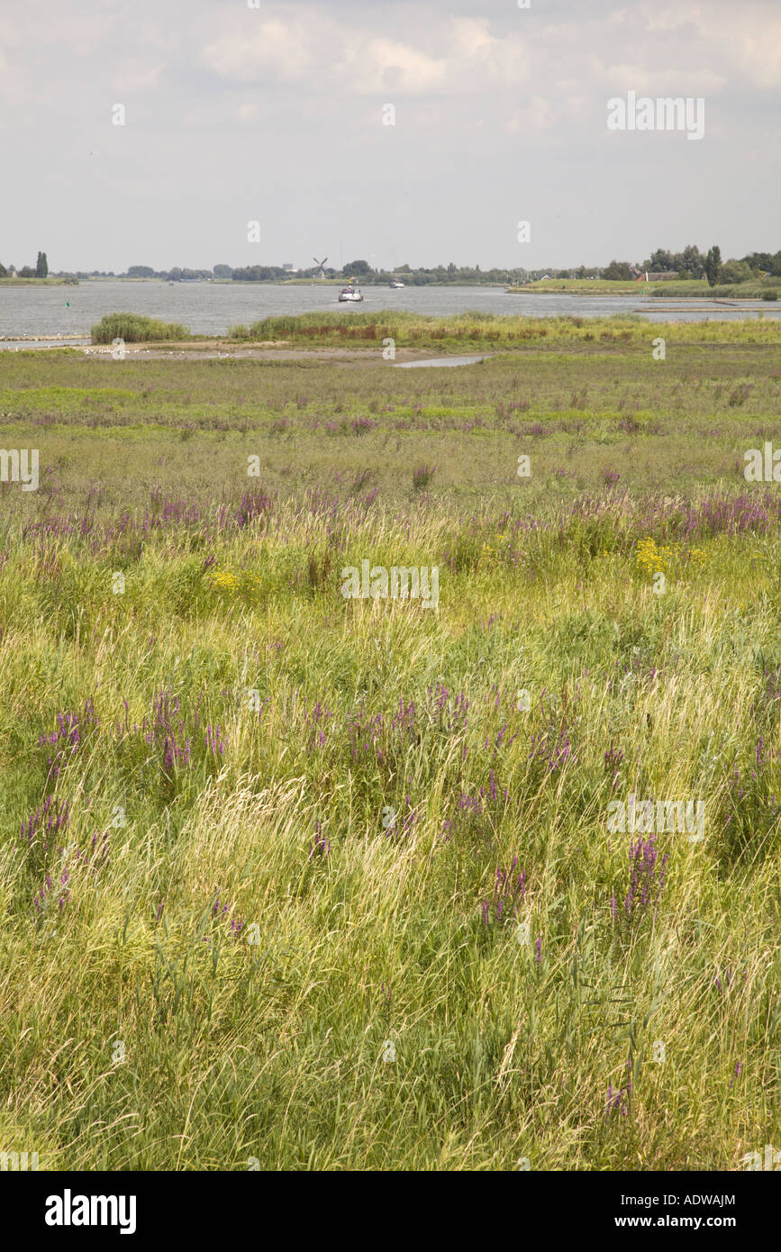 Nature restoration on the banks of the river Lek, South-Holland ...
