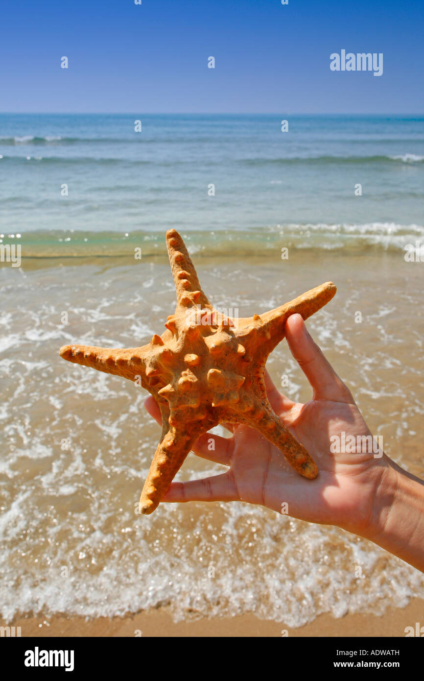 Starfish on hand Stock Photo - Alamy