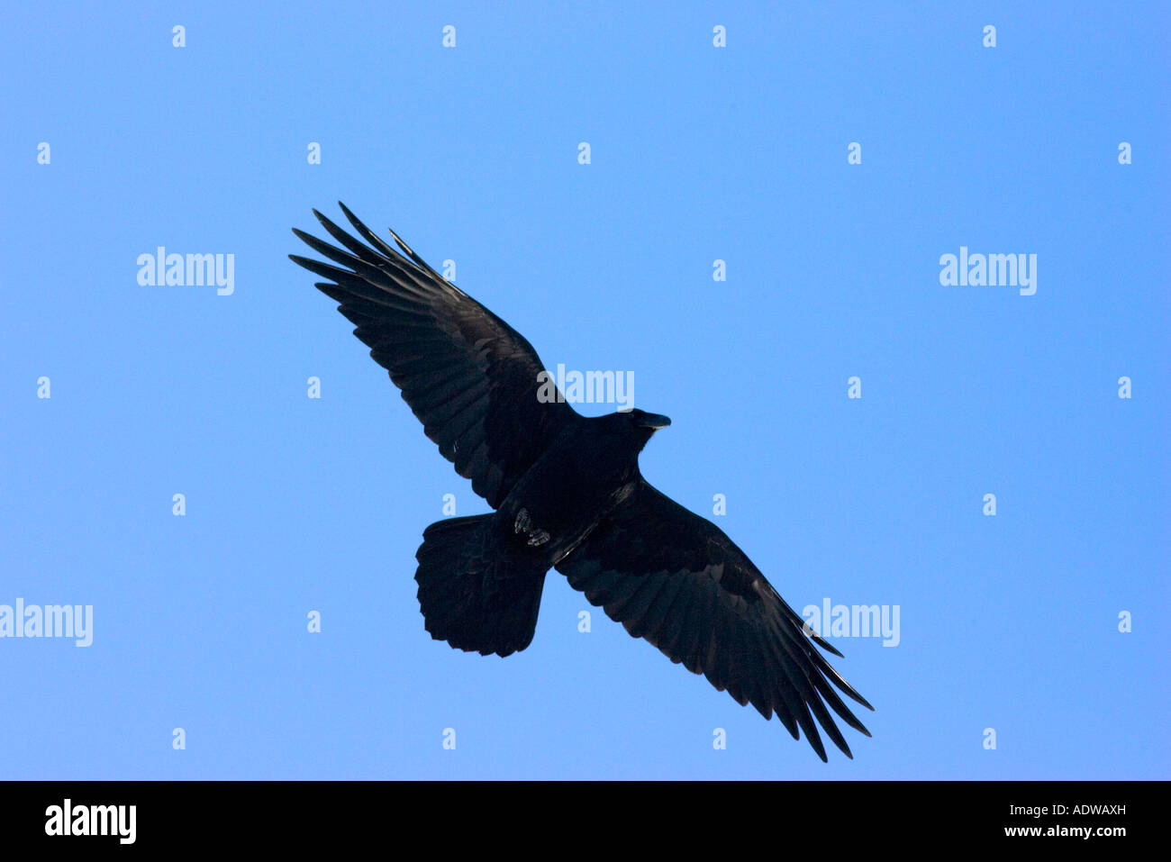 Common Raven Corvus corax Homer Alaska United States 1 March Adult in ...