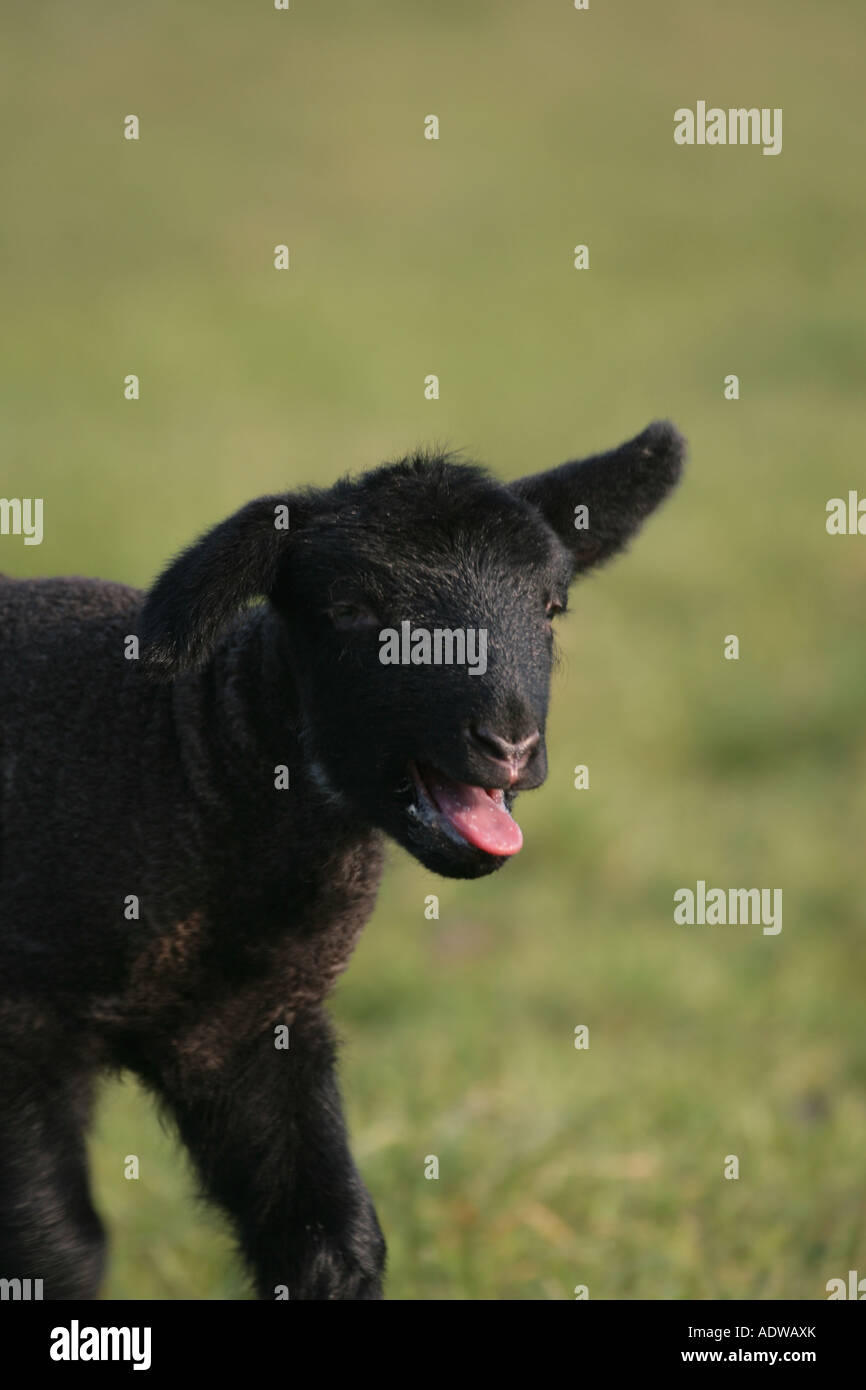Lamb bleeting sheep hi-res stock photography and images - Alamy
