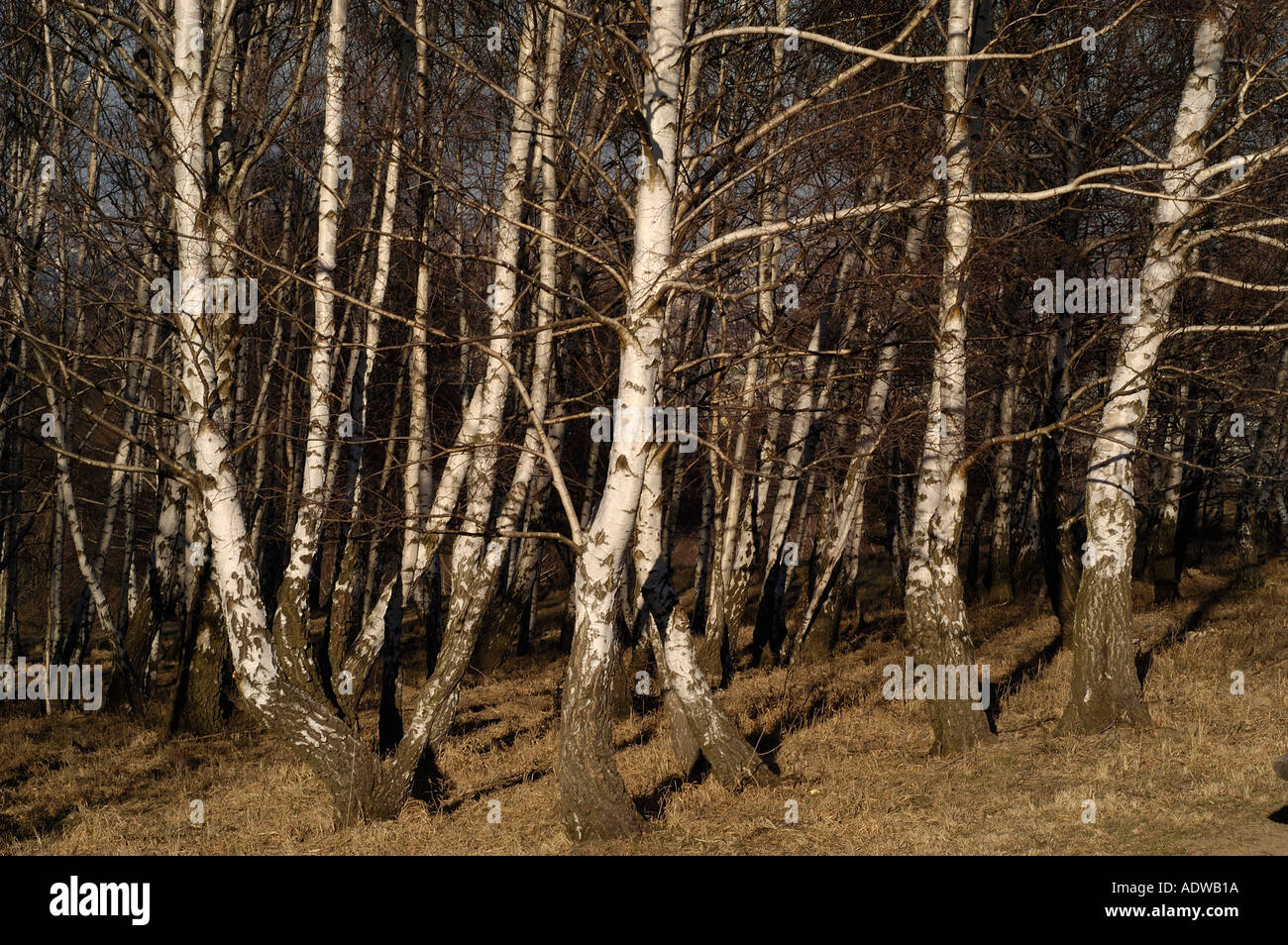birch on a glade Stock Photo - Alamy