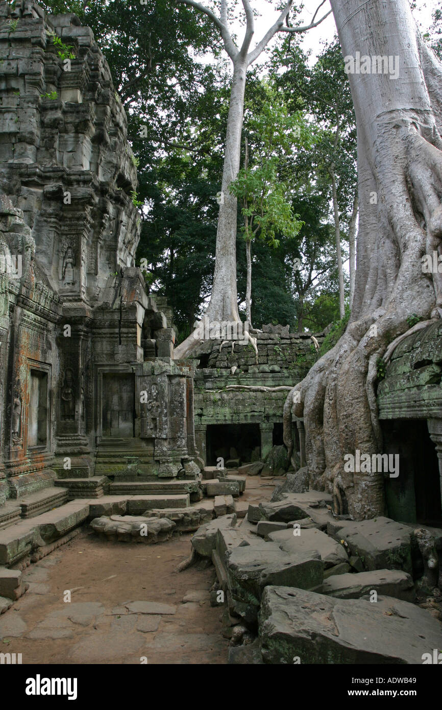 Giant iconic Kapok tree roots overgrow a 1000 year old temple wall at ...