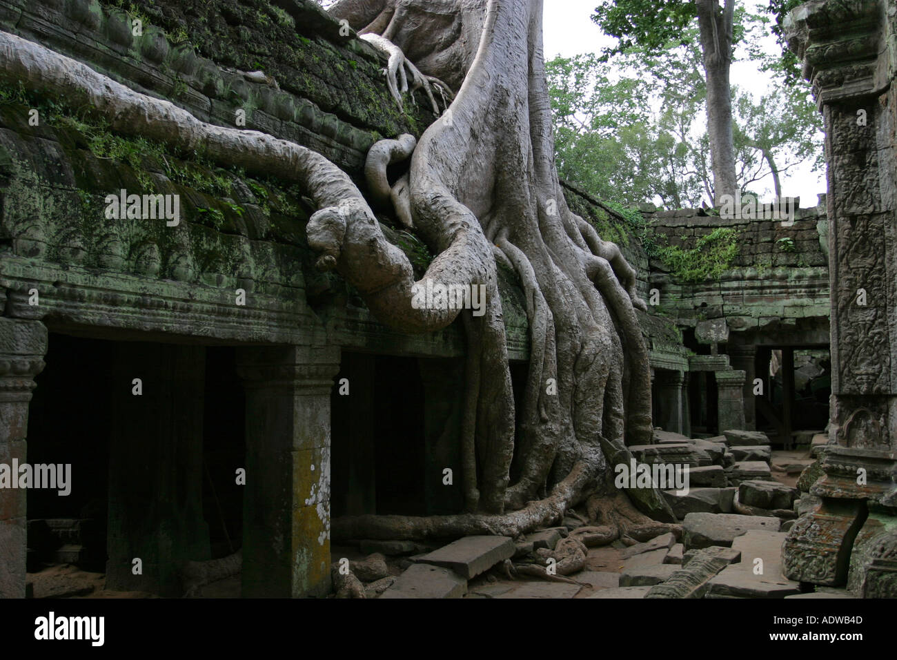 Giant Kapok tree roots overgrow a 1000 year old temple wall at Ta Phrom ...