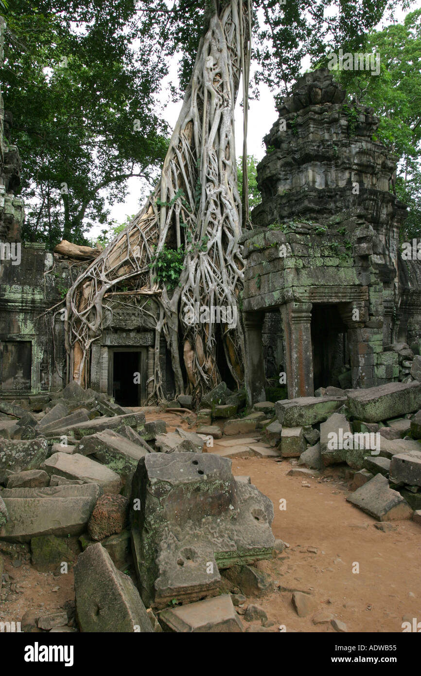 Ta Phrom temple ruins and famous giant kapoc tree roots at Angkor ...
