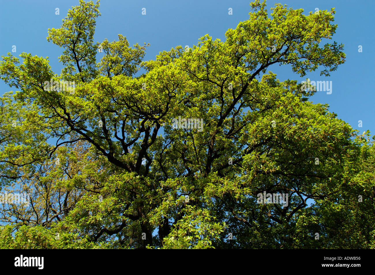 Oak tree in garden hi-res stock photography and images - Alamy