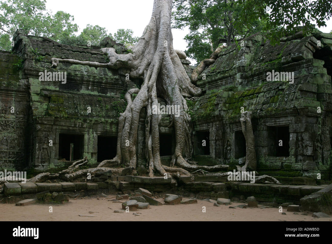 Giant Kapok trees dwarf the famous tourist monument and ancient ...
