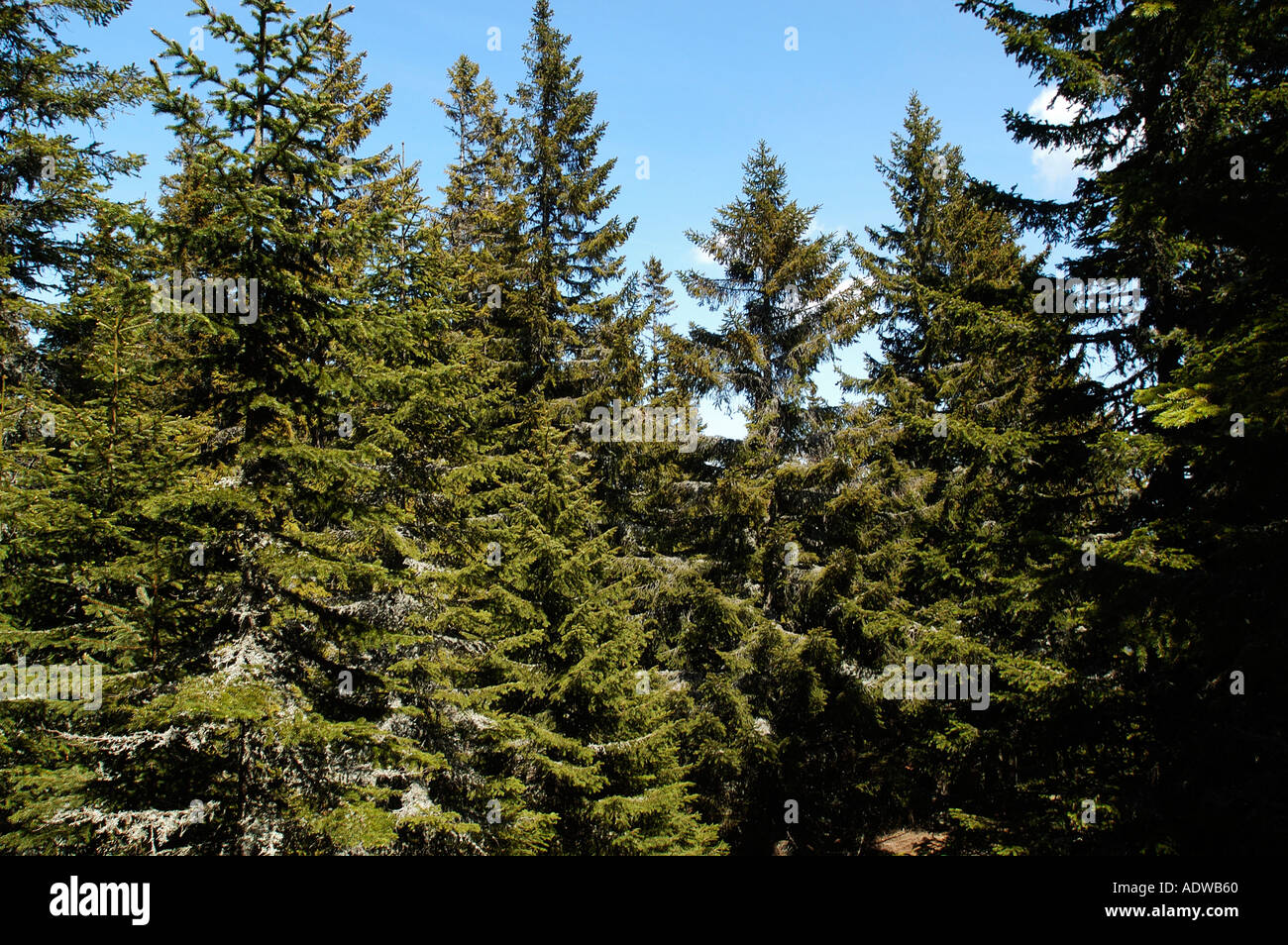fir / spruce trees with braids Stock Photo - Alamy
