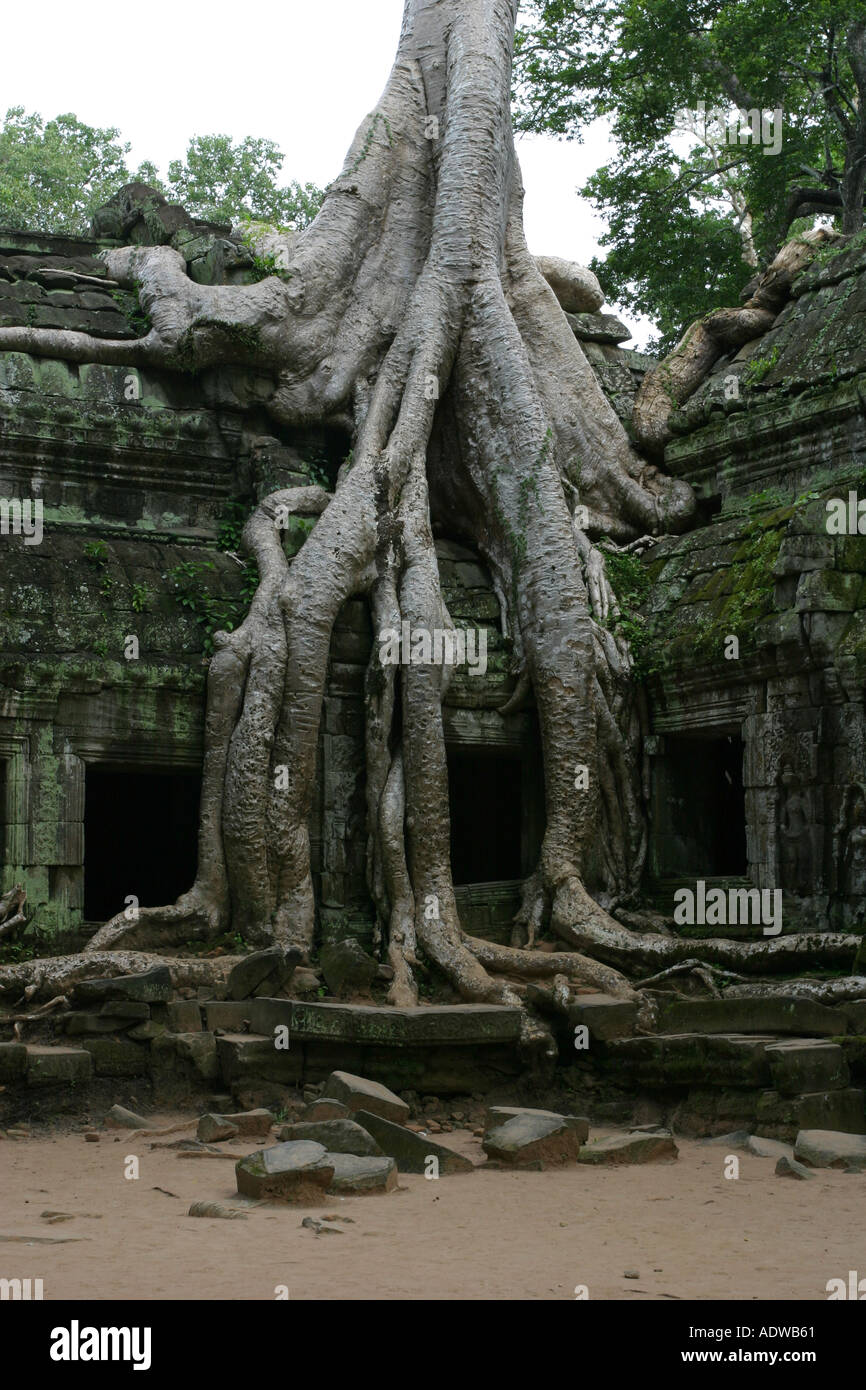 Giant Kapok trees dwarf the world famous ancient stonework at Ta Phrom ...