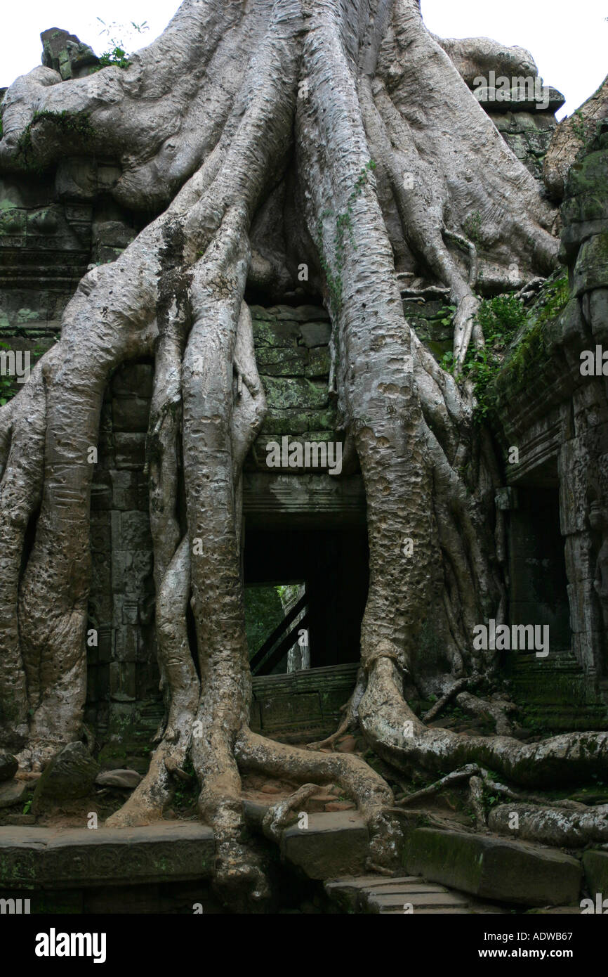 Giant Kapok trees dwarf the ancient stonework at world famous Cambodian ...