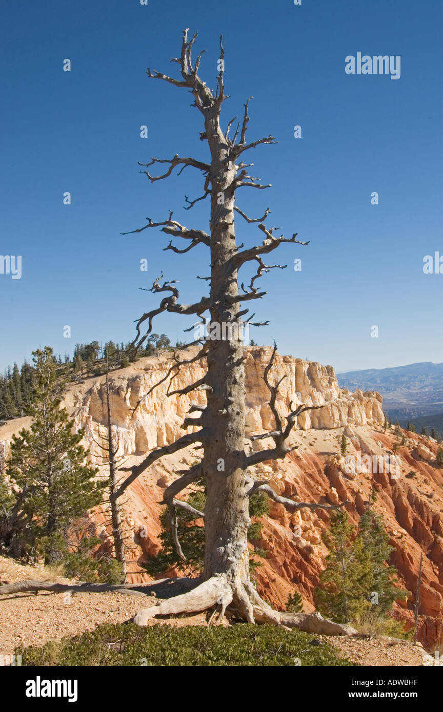 Utah Bryce Canyon National Park view from Bristlecone Loop Trail Stock ...