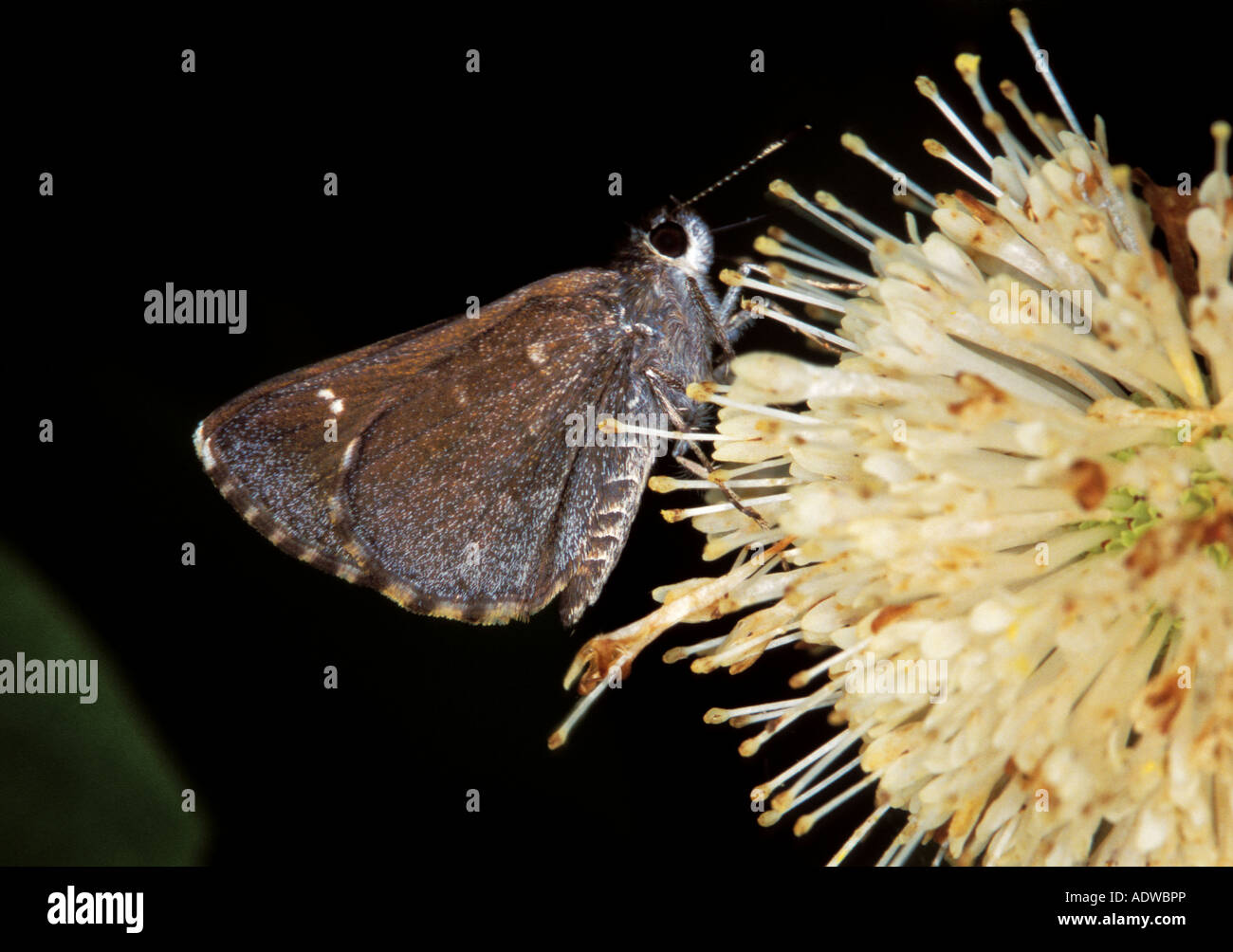 Common Roadside Skipper 35973 Amblyscirtes vialis Cove Lake north of mt ...