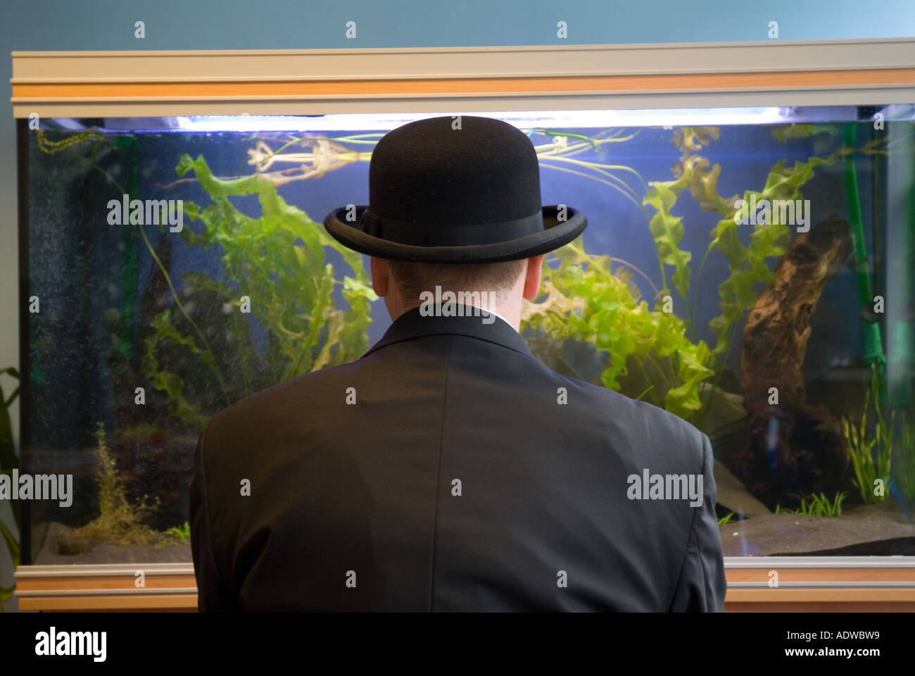 fish tank,bowler hat ,thinking Stock Photo - Alamy