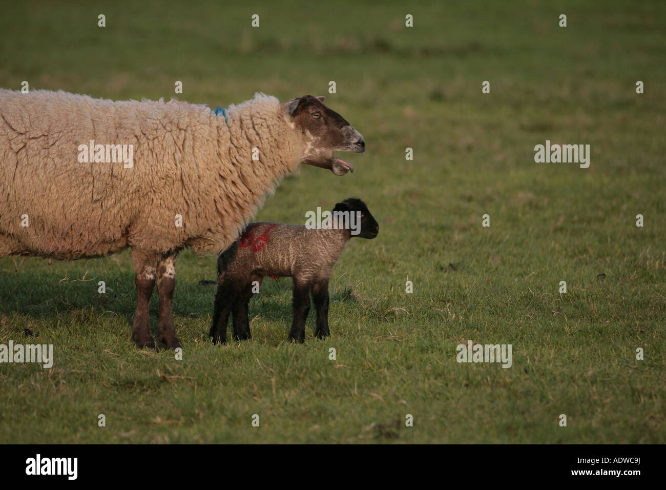 Lamb and Ewe standing in grass field Stock Photo - Alamy