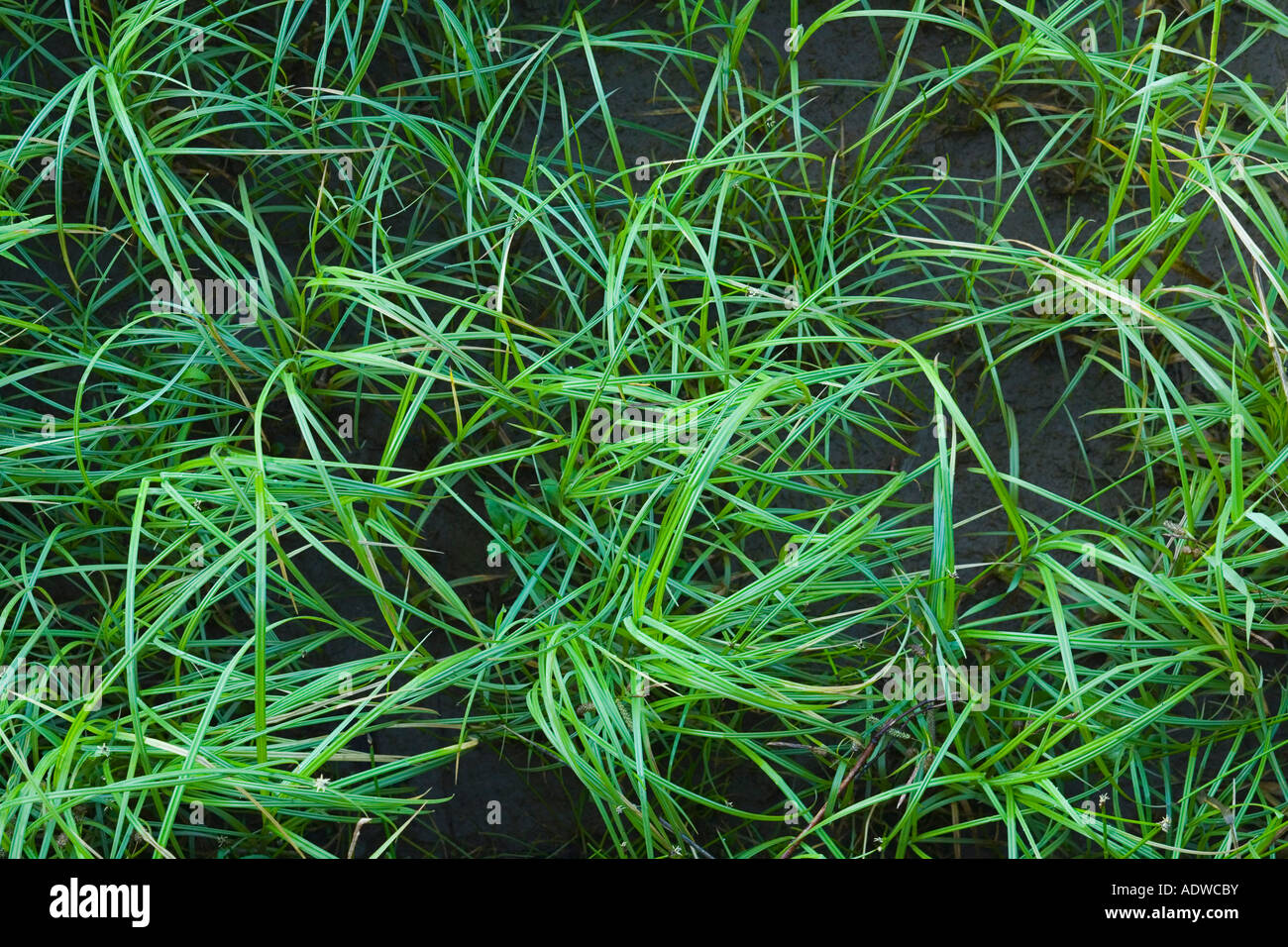 Outdoor pattern grass blades hi-res stock photography and images - Alamy