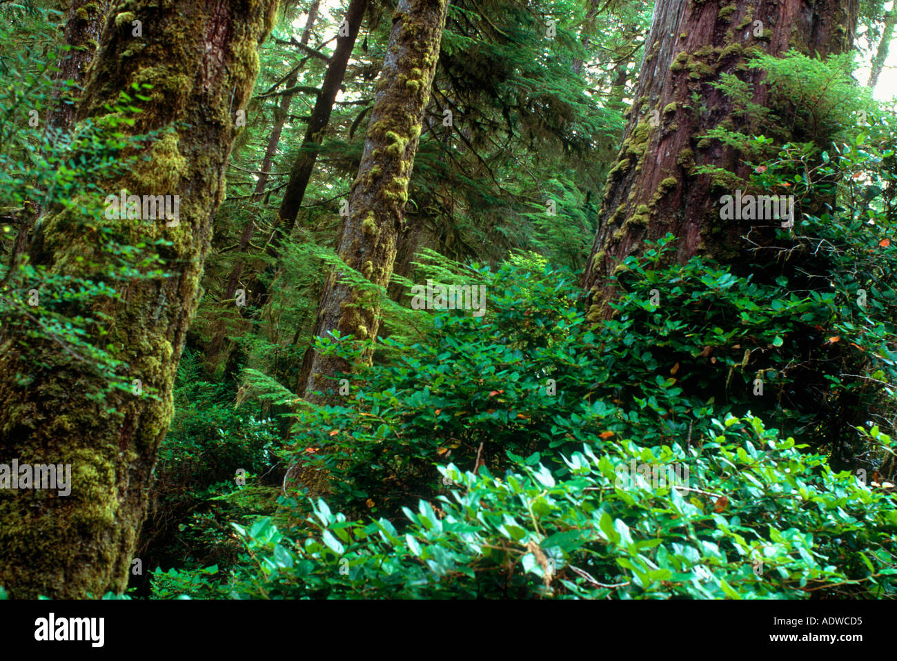 Pacific rim national hi-res stock photography and images - Alamy