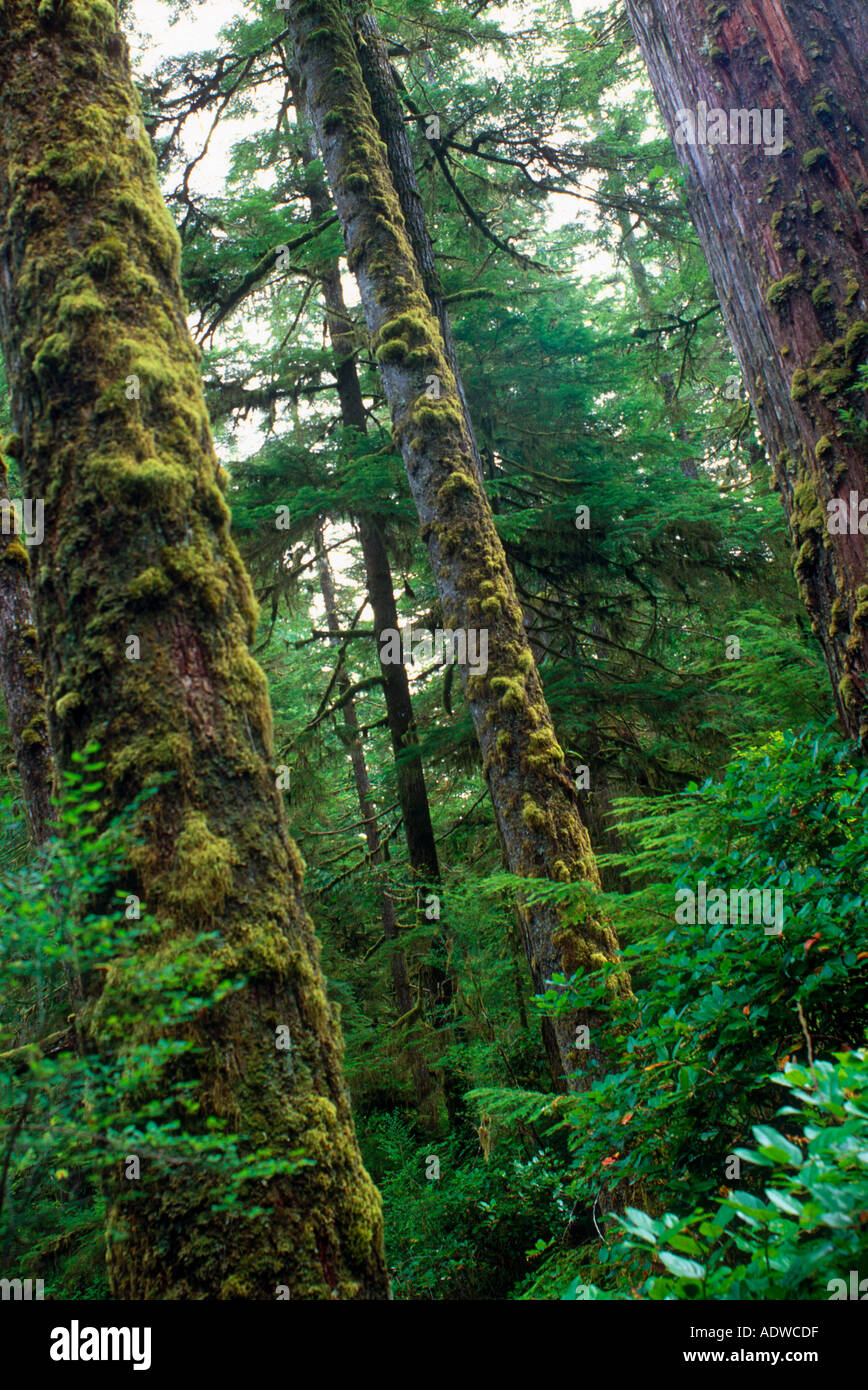 Carmanah forest hi-res stock photography and images - Alamy