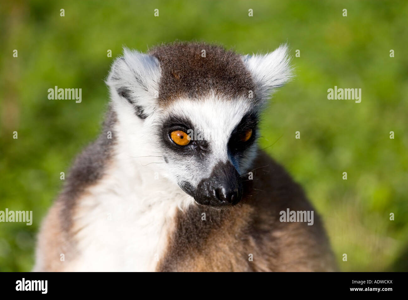 Head shot of a ring-tailed Lemur (lemur catta Stock Photo - Alamy