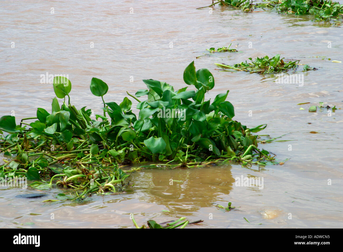 Water hyacinth Eichornia crassipes floating down the River of Kings ...