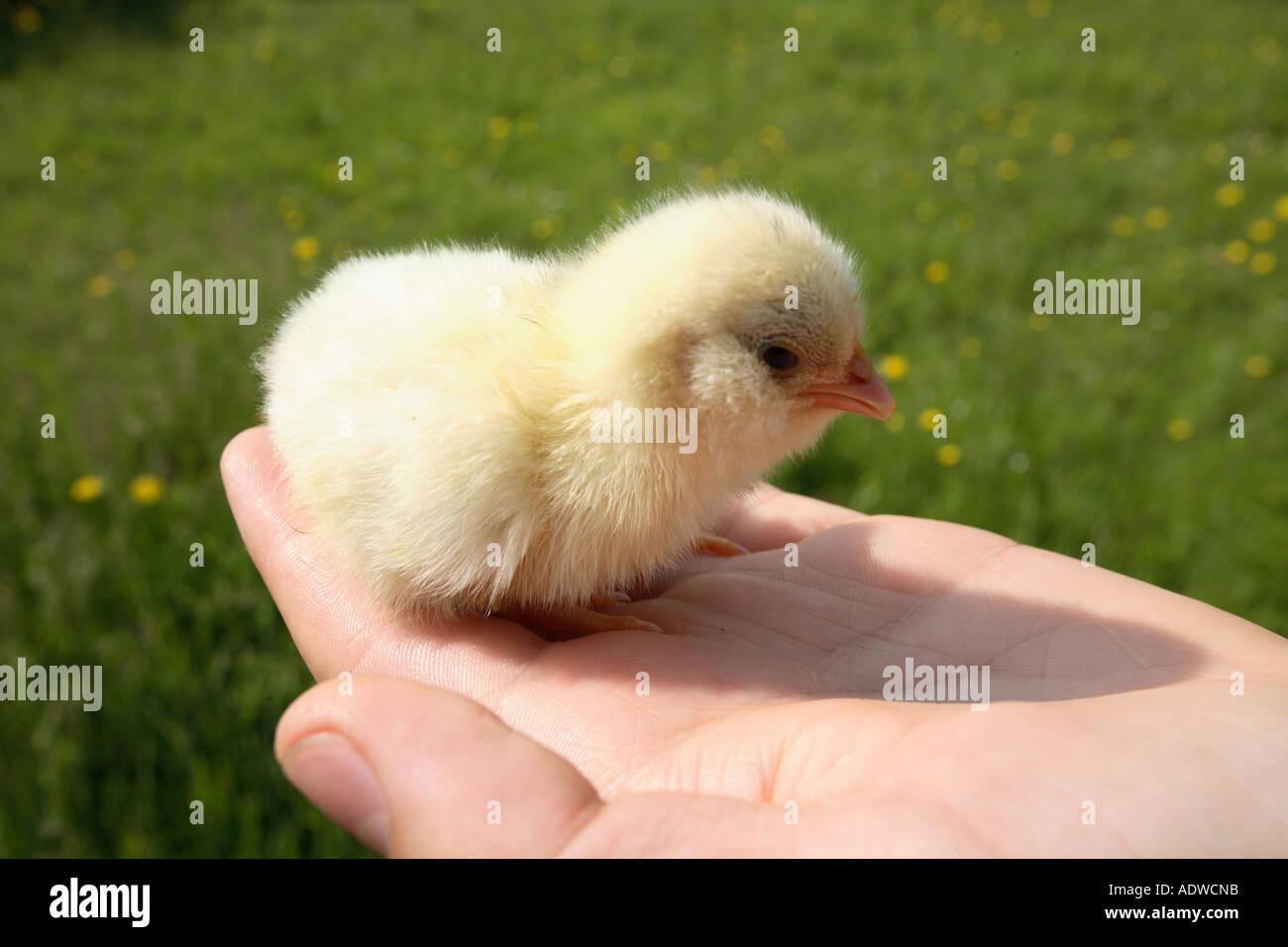 New hampshire hen hi-res stock photography and images - Alamy