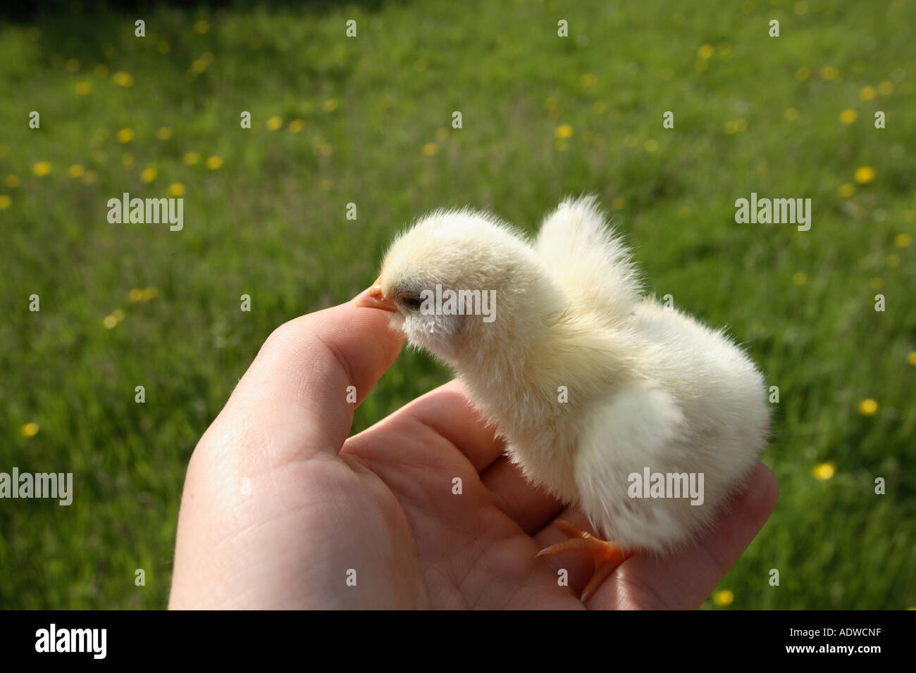 New hampshire hen hi-res stock photography and images - Alamy