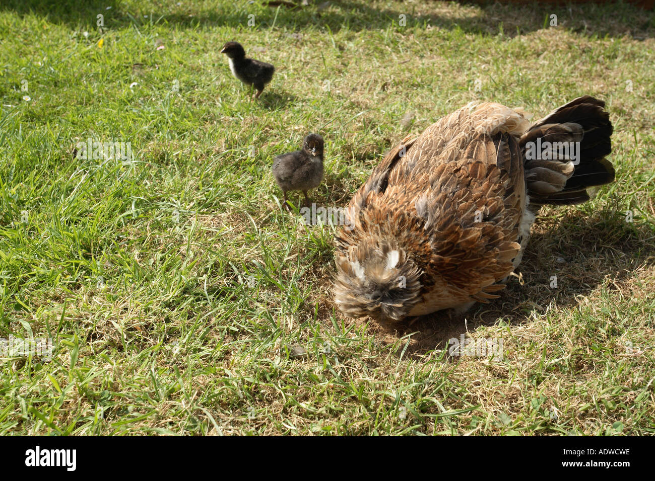Mother hen and chicks hi-res stock photography and images - Alamy