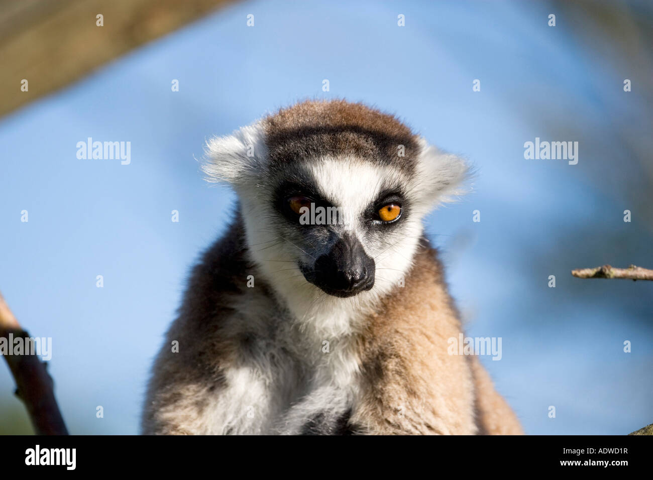 Head shot of a ring-tailed Lemur (lemur catta) against blue sky Stock ...