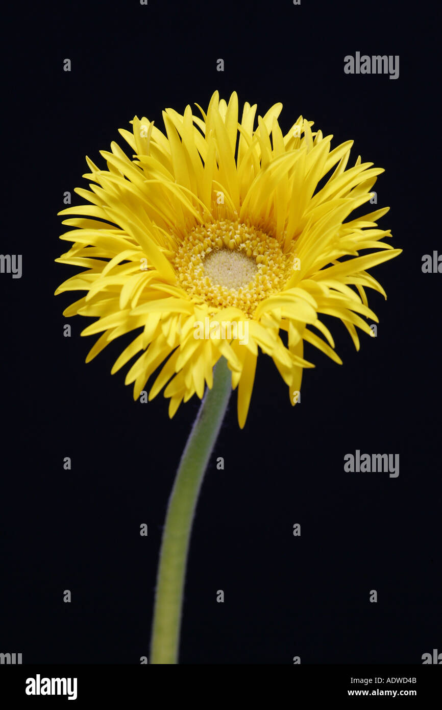 Strong vivid yellow fluffy gerbera flower with a jet black background ...