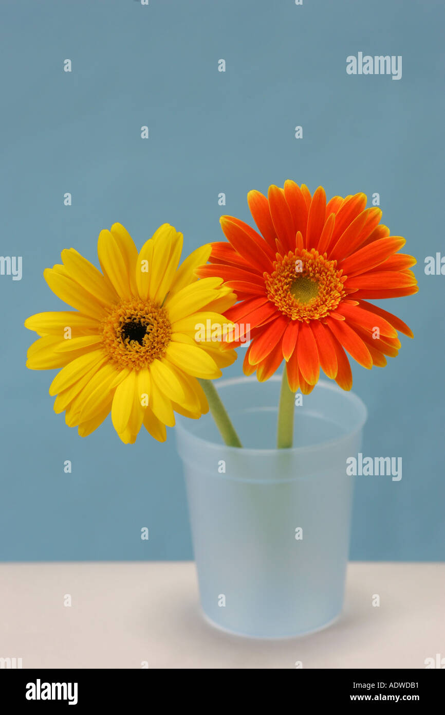 Bright vivid orange and yellow citrus tangy zesty gerbera flowers in ...