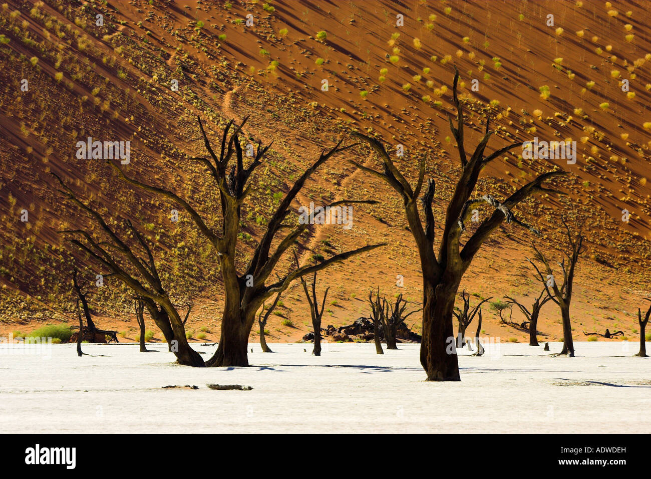 Skeleton Trees Dead Vlei Namib Naukluft Park Namibia Stock Photo - Alamy