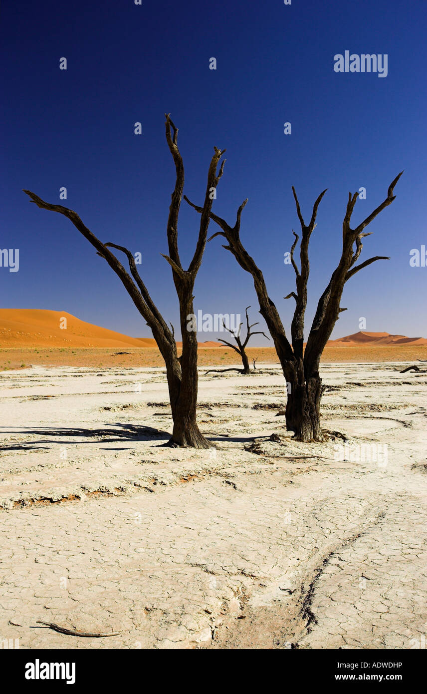 Skeleton Trees Dead Vlei Namib Naulkuft Park Namiba Stock Photo - Alamy