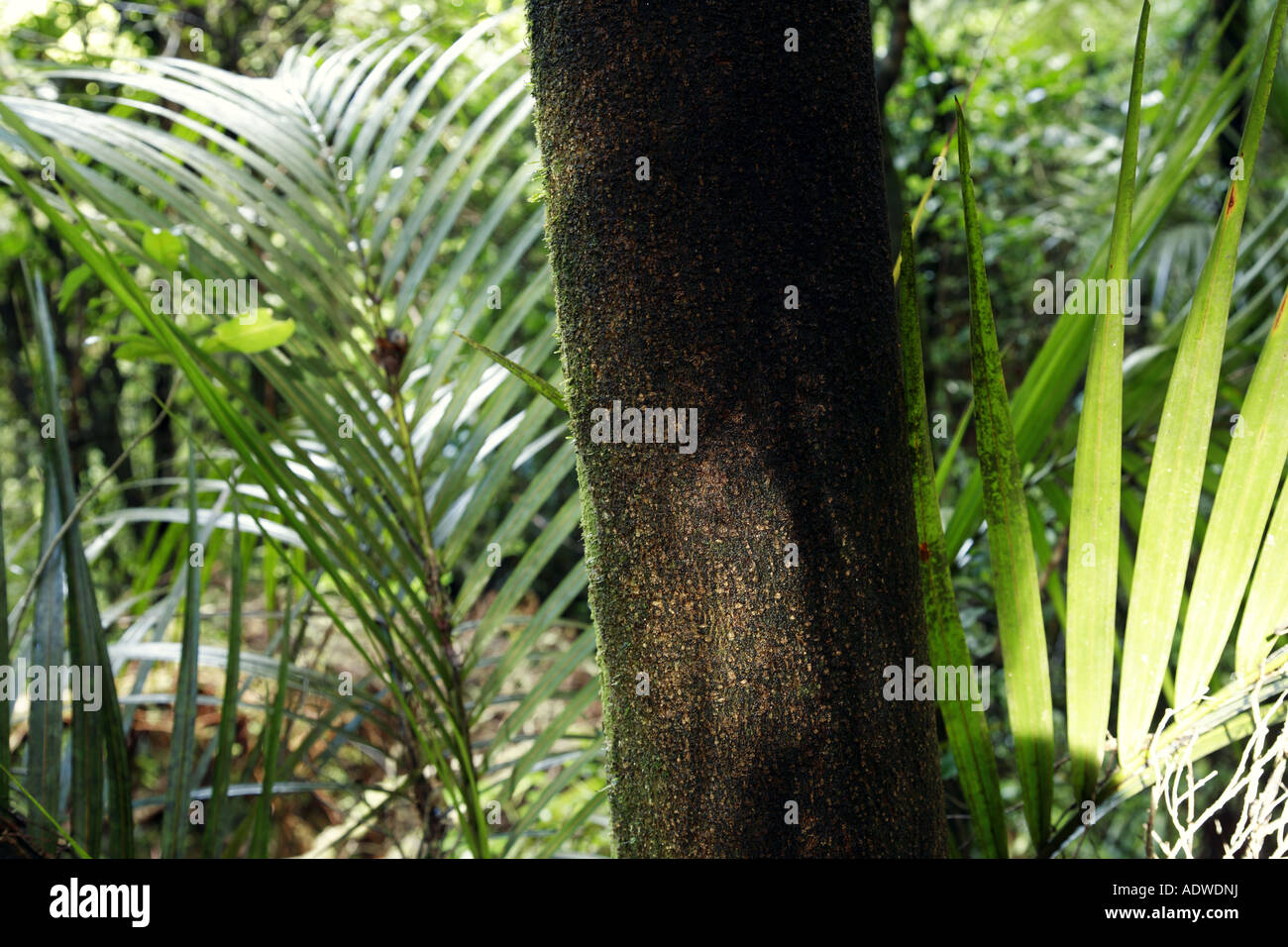 Tree and leaves Stock Photo - Alamy