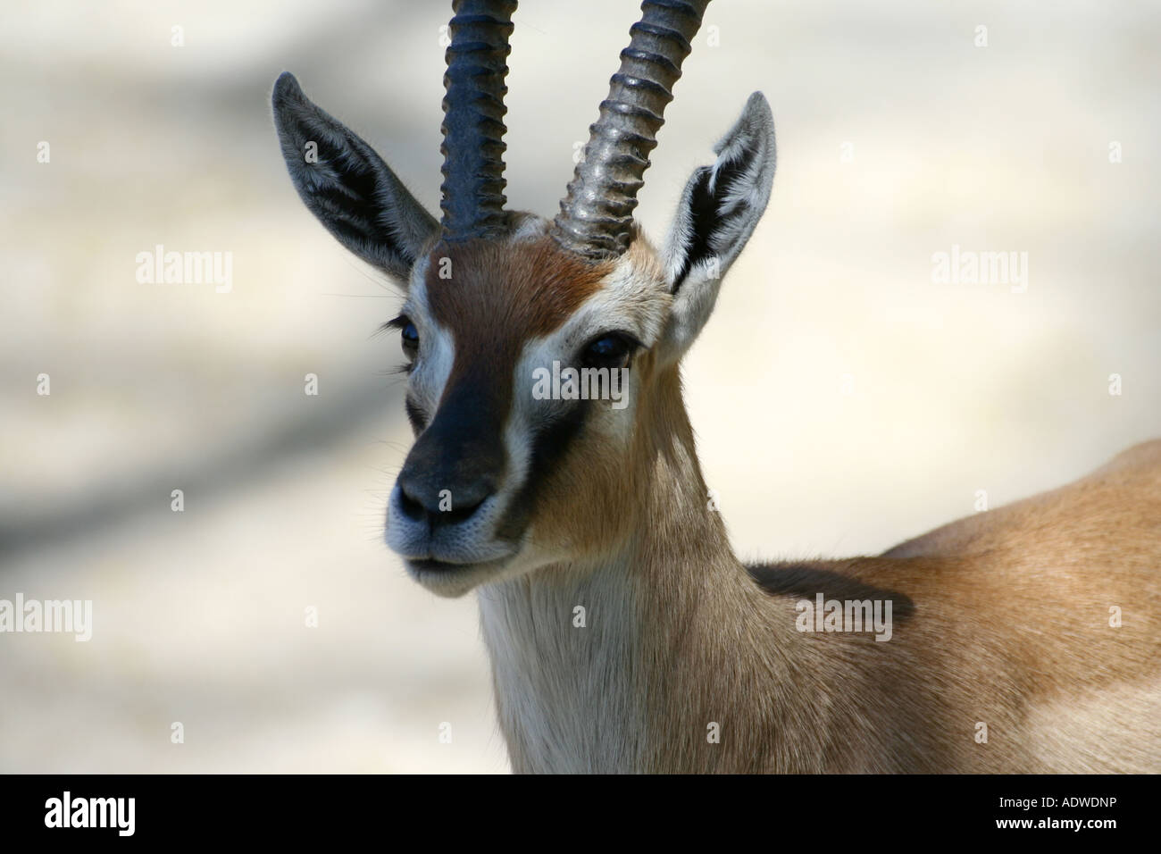 Thomson s Gazelle - Gazelle thomsonii Stock Photo - Alamy