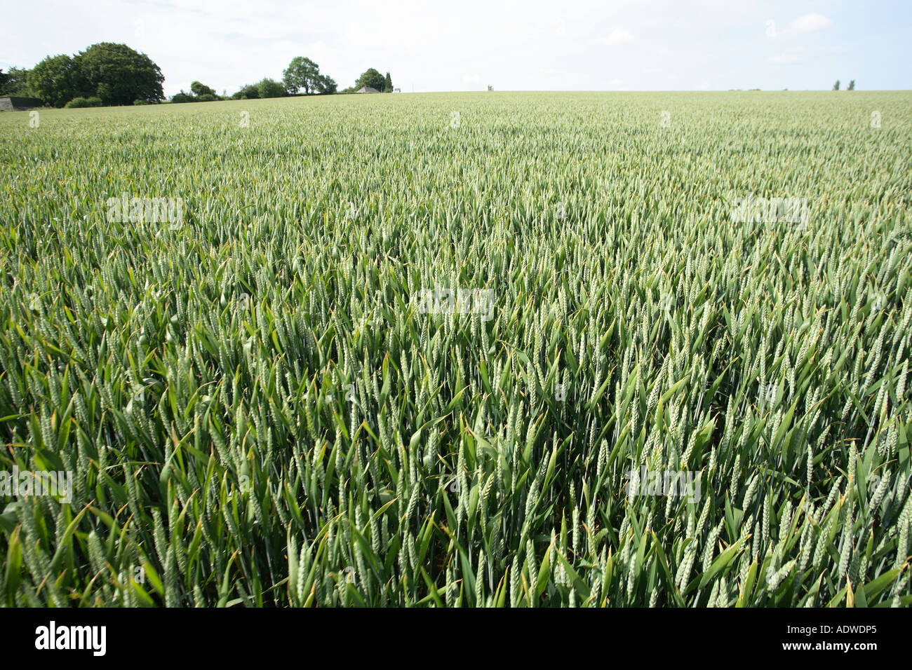 Wheat field, Hampshire England Stock Photo - Alamy