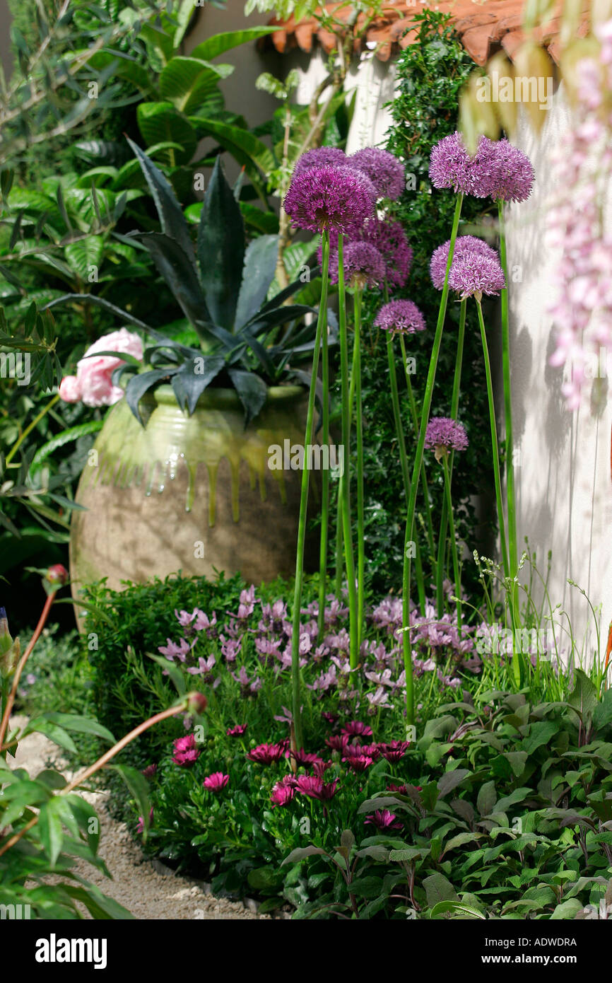 Alliums container hi-res stock photography and images - Alamy