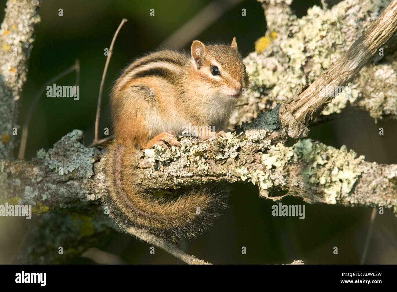 Eastern Chipmunk Tamias striatus Savannah Portage State Park Aitkin ...