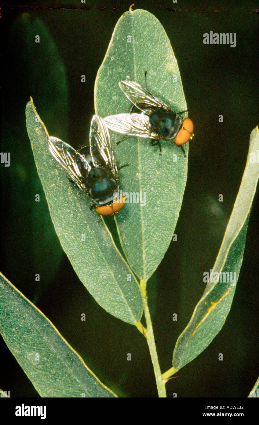 Two Flies On Leaves In Torquay In Devon In England Stock Photo - Alamy