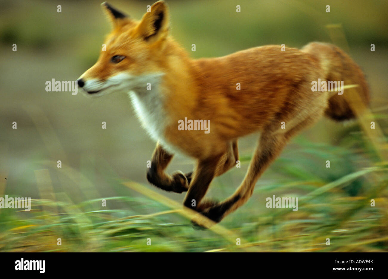 Fox Vulpes vulpes running along a beach in Hallo Bay Katmai National ...