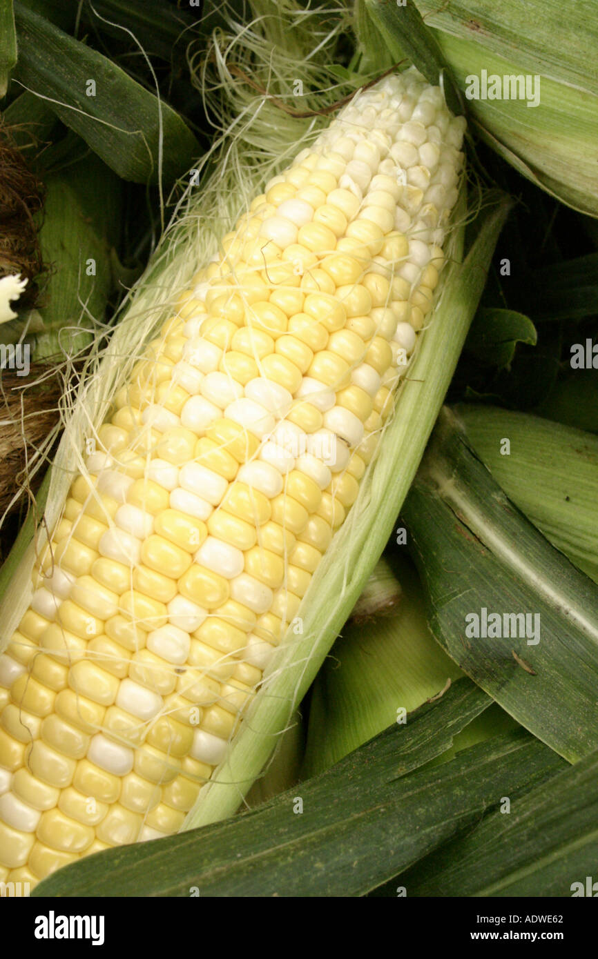 Bicolor corn hi-res stock photography and images - Alamy