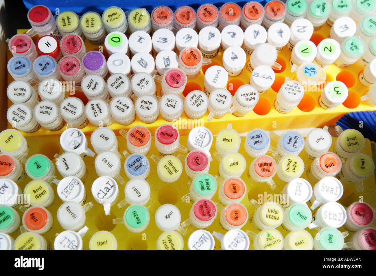 DEU, Germany: Symbolic photo bio technology, bio laboratory Stock Photo ...