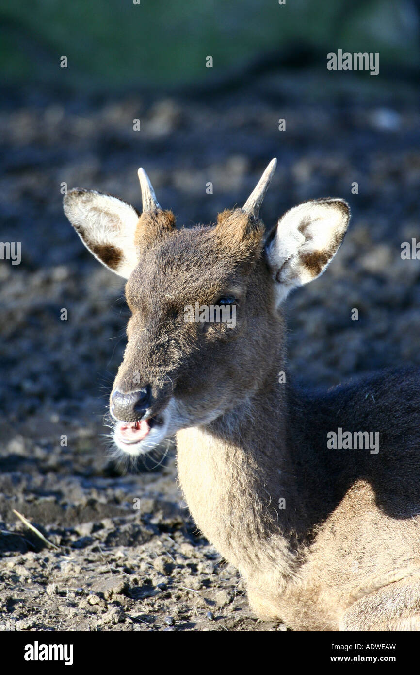head of a Visayan Spotted Deer -Rusa alfredi Stock Photo - Alamy