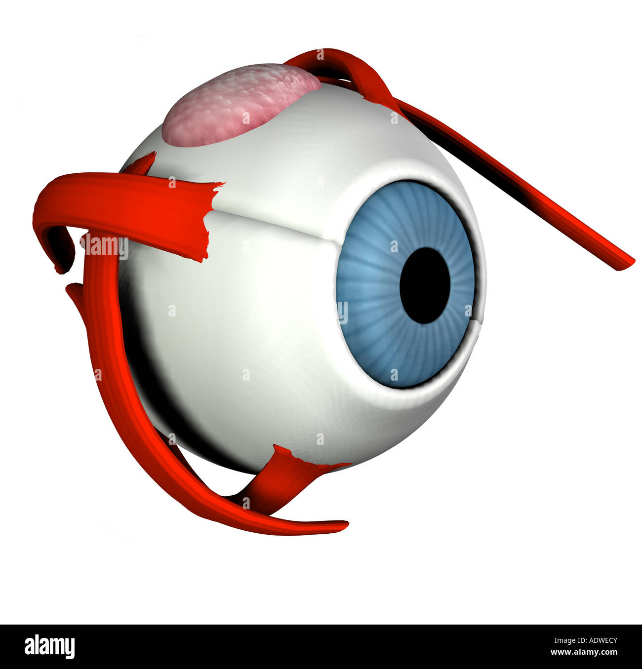 Rectus medialis hi-res stock photography and images - Alamy