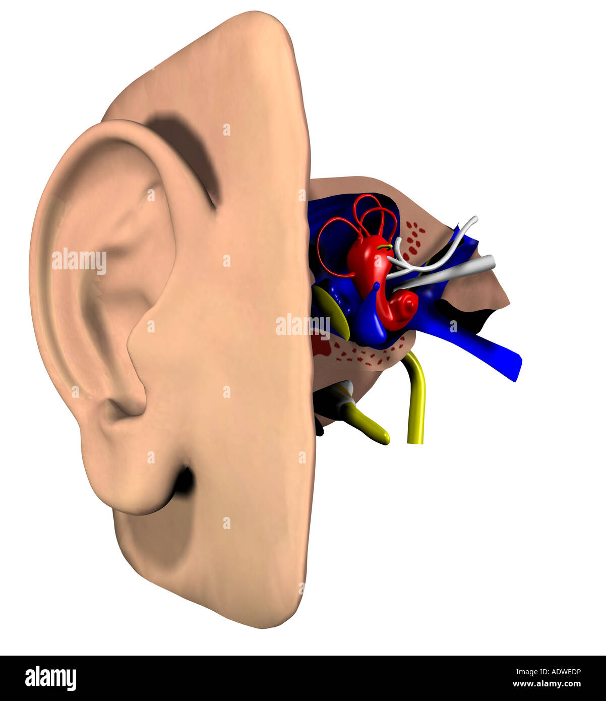 anatomy of the ear Stock Photo - Alamy