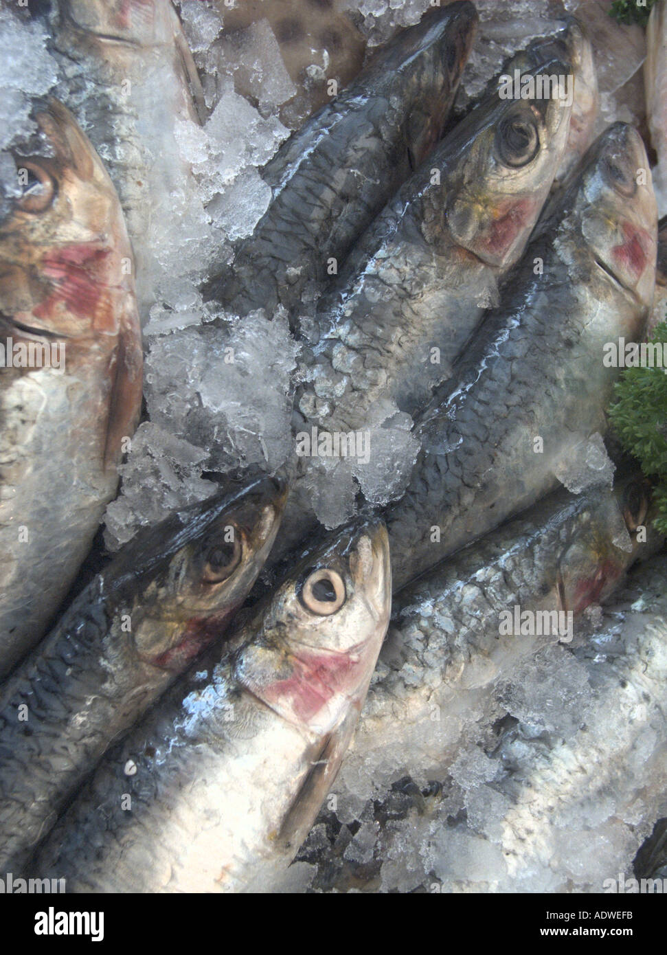 Fish market cornwall hi-res stock photography and images - Alamy