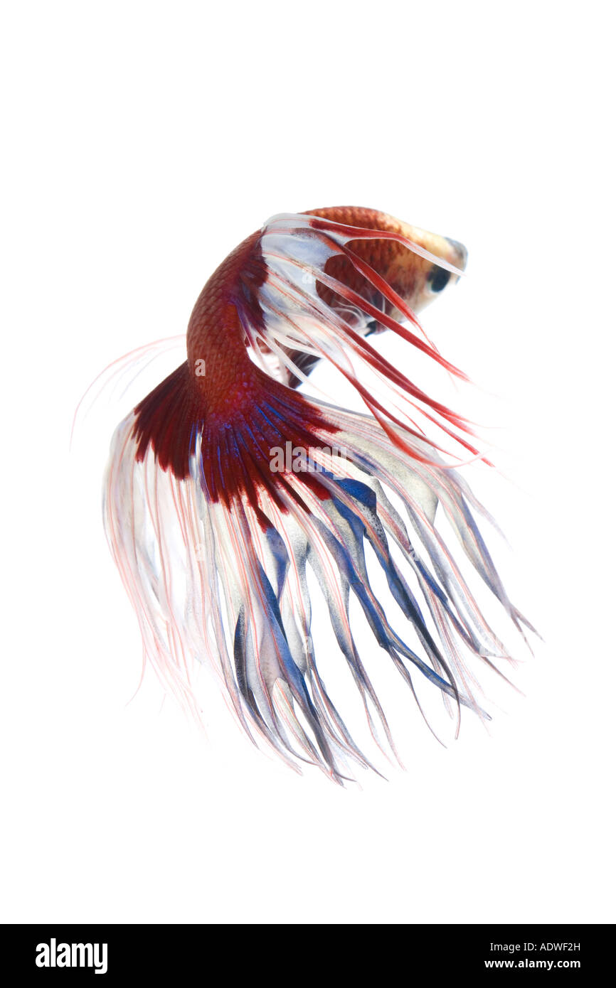 Red and White Crown Betta fish with a white background turning from ...
